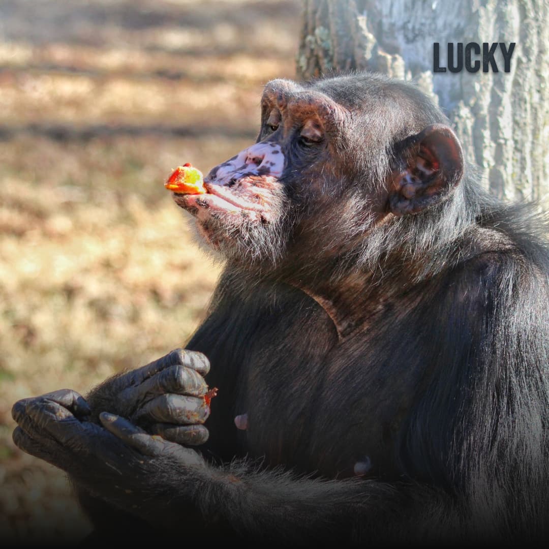 Donate to Project Chimps | GivingTuesday
